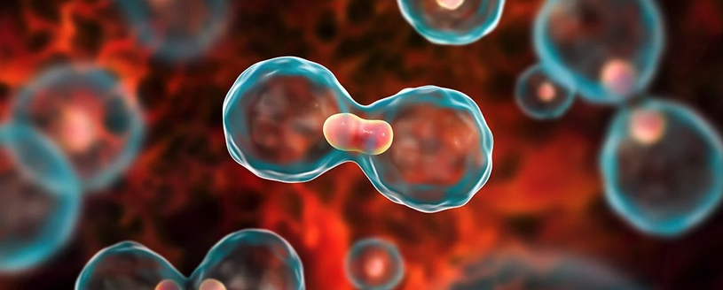 How cancers unlock ‘immortality’