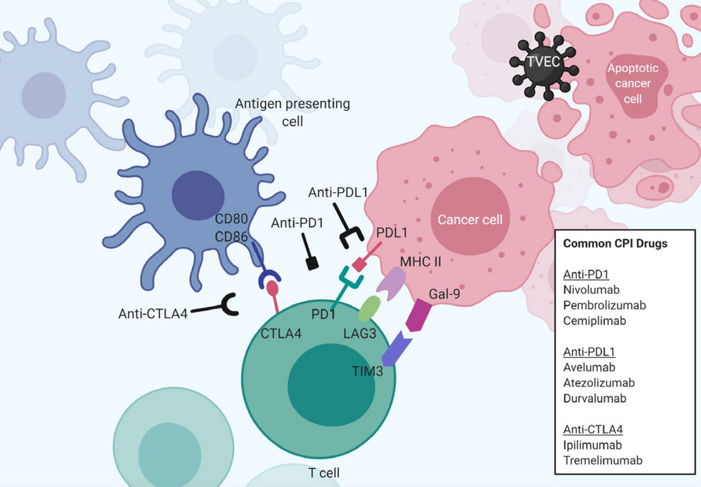 What are Immune Checkpoint Inhibitors?